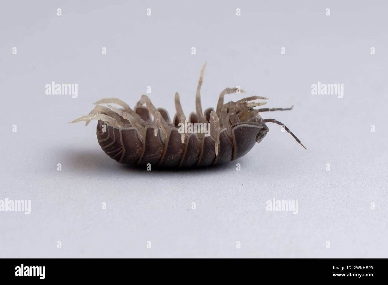 Upside down shell hi-res stock photography and images - Alamy