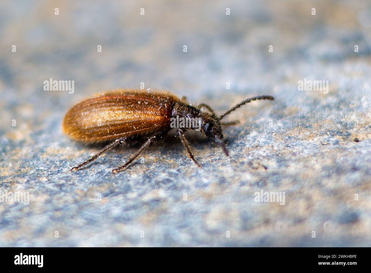 A close-up of Lagria hirta, a Darkling beetle Stock Photo - Alamy
