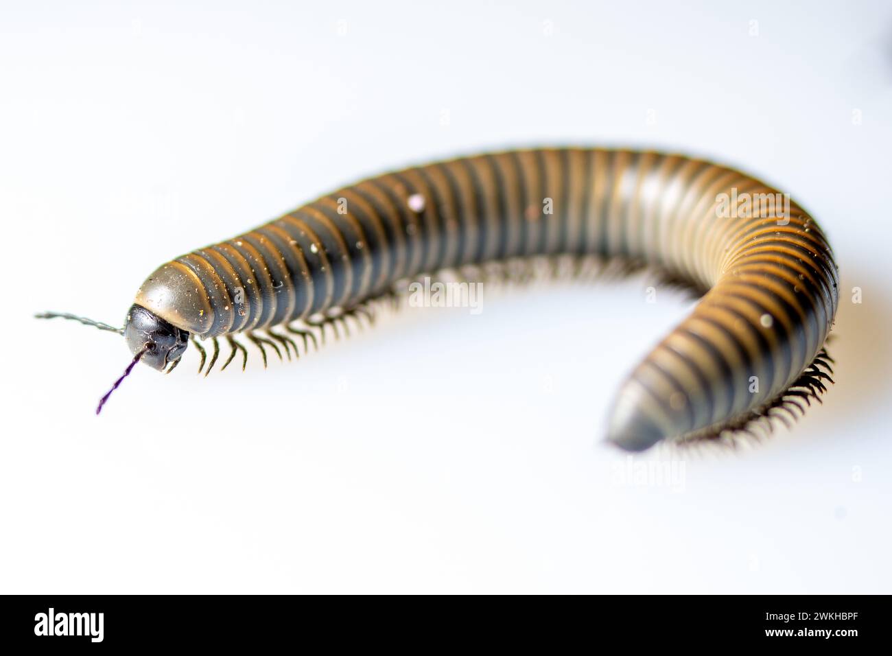 Millipede soil hi-res stock photography and images - Alamy