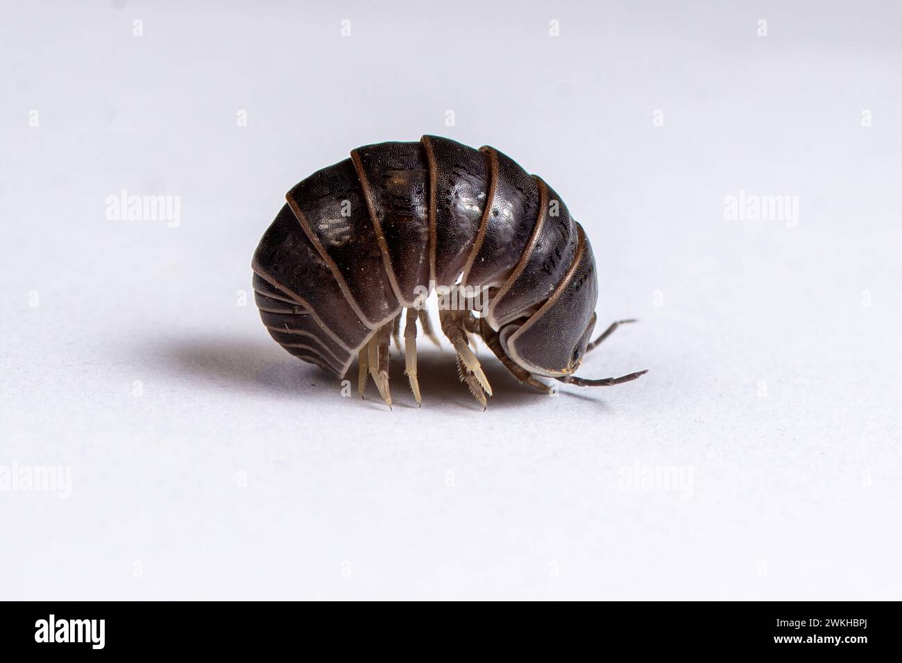 Curled into a ball hi-res stock photography and images - Alamy