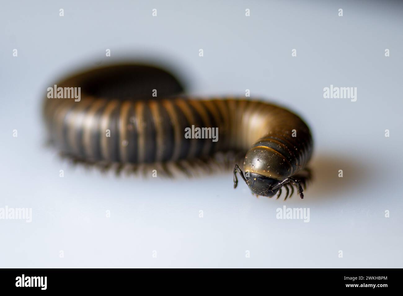 A close-up of a millipede walking Stock Photo - Alamy