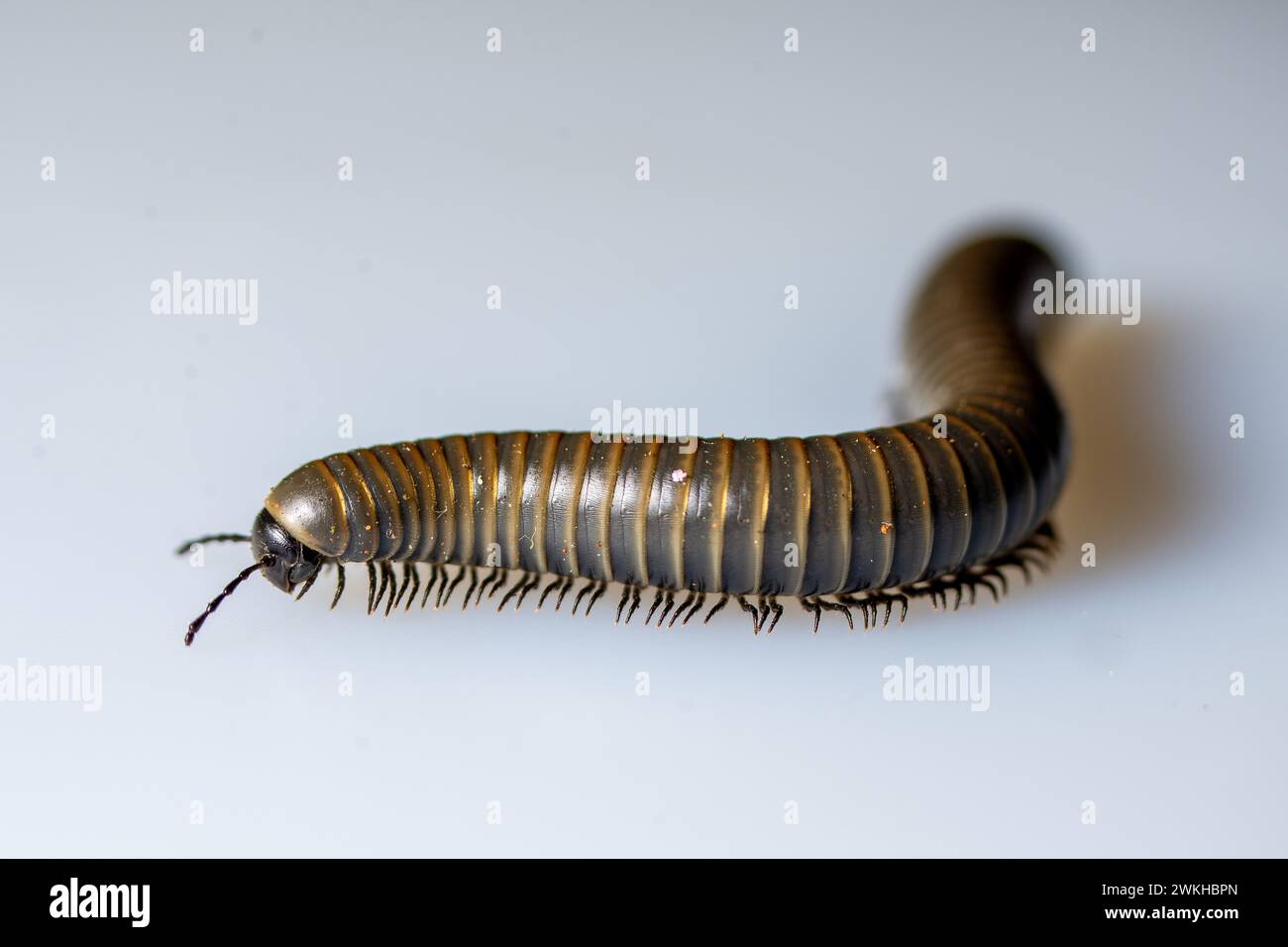 Insect with many legs hi-res stock photography and images - Alamy