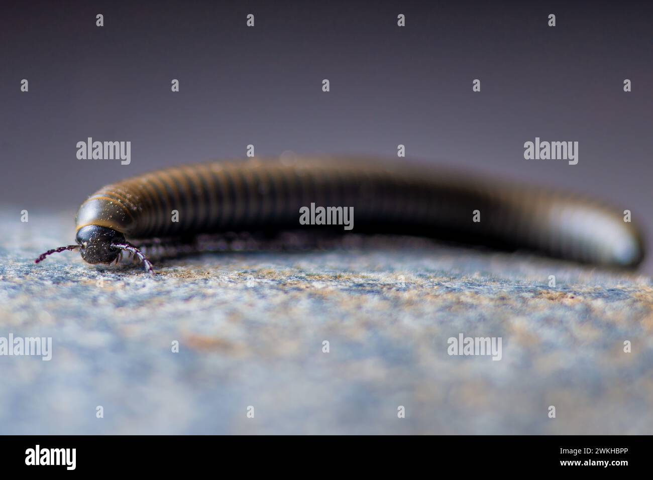 A close-up of a millipede walking Stock Photo - Alamy