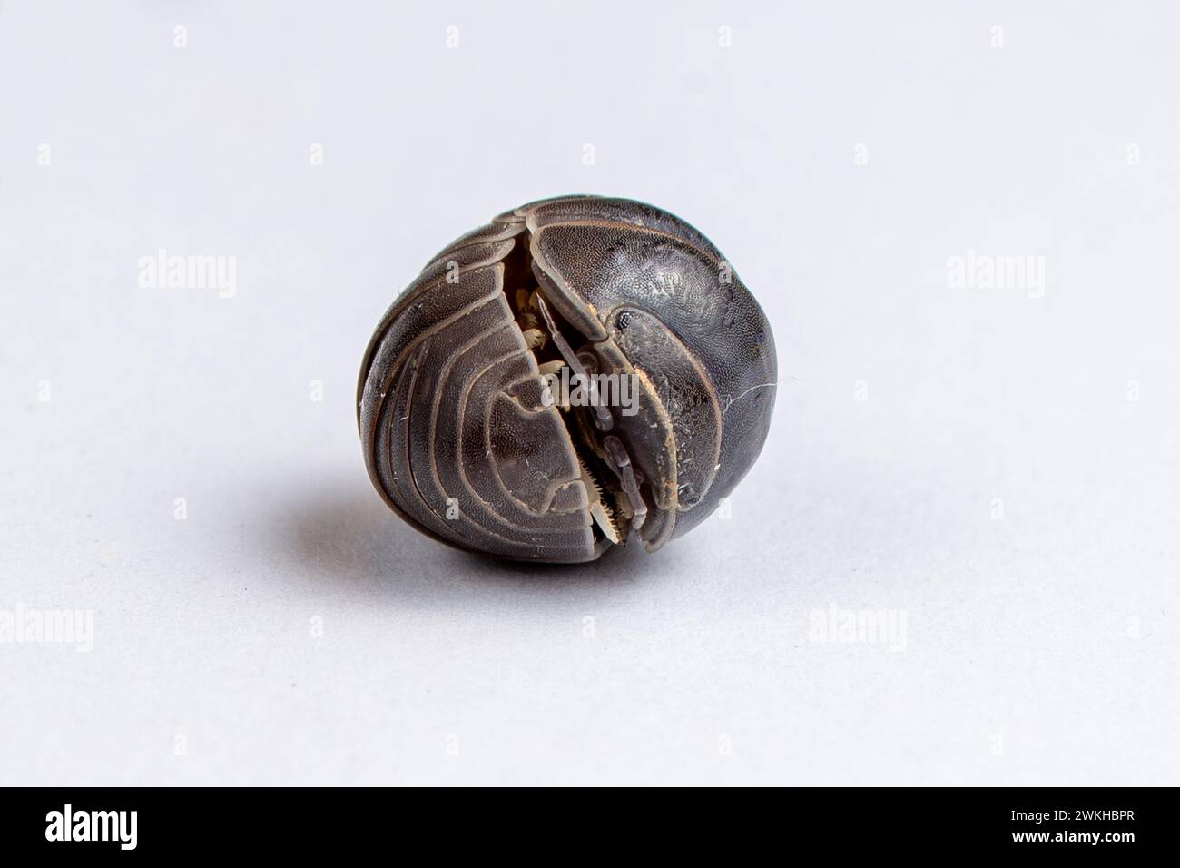 A Woodlouse, isopod curled into a ball shape Stock Photo - Alamy