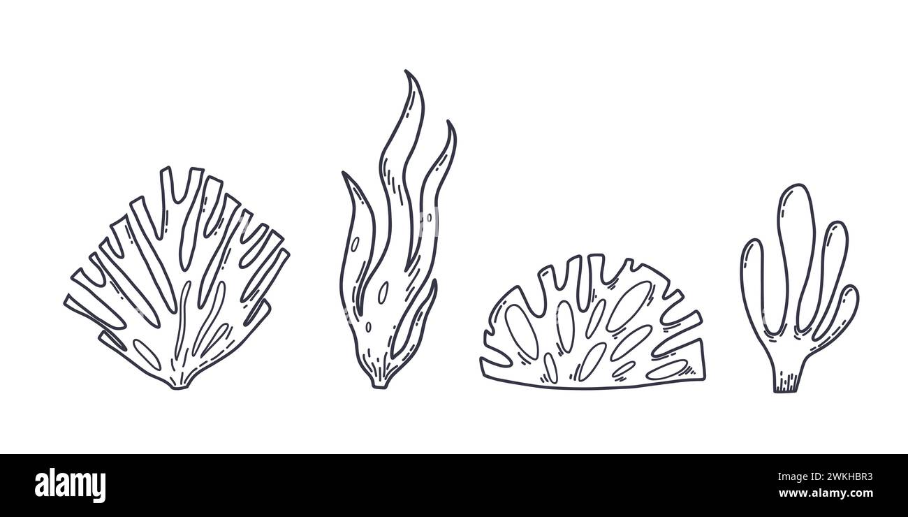 Set of underwater Seaweeds. Hand drawn vector illustration of algae in ...