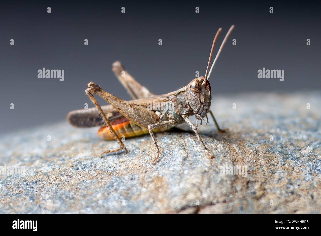 Grasshopper eyes hi-res stock photography and images - Alamy