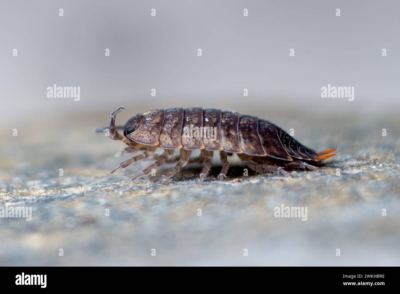 Black isopod hi-res stock photography and images - Alamy