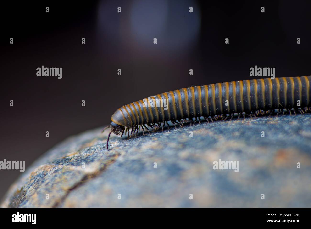 A close-up of a millipede walking Stock Photo - Alamy