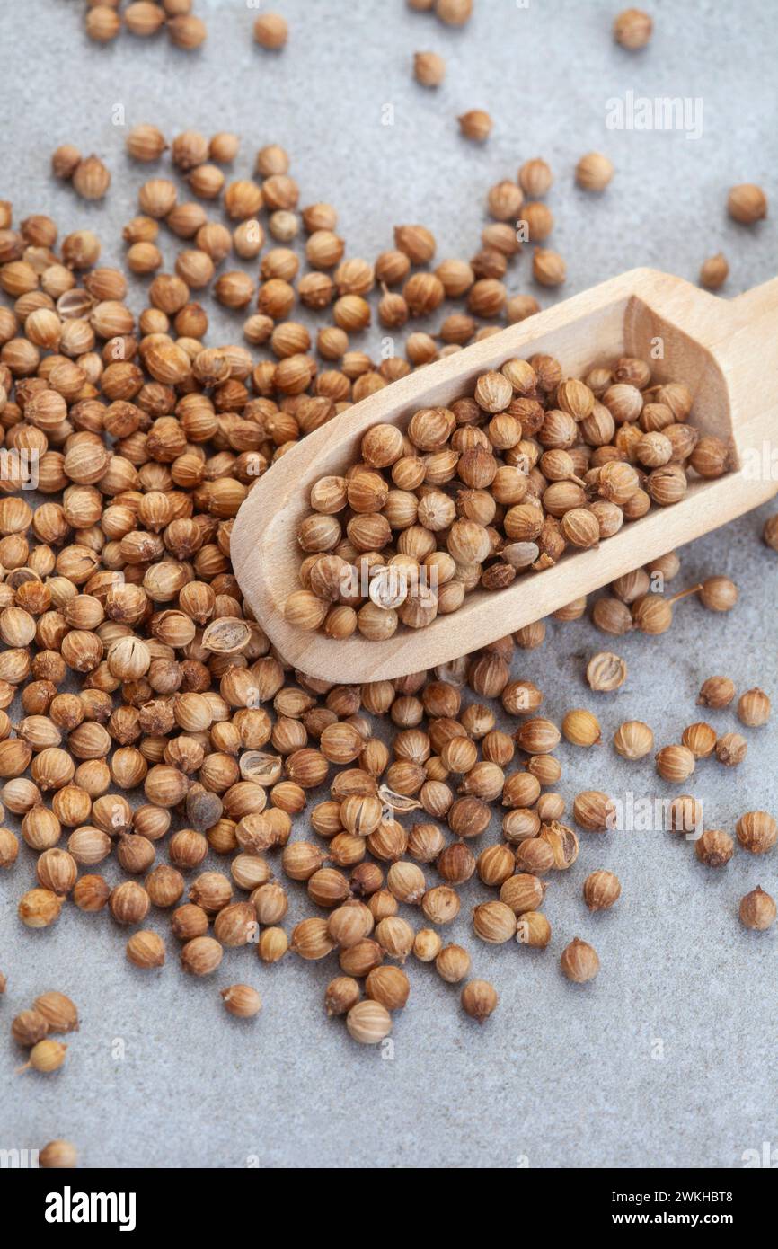 Whole coriander seeds with a wooden scoop, on mottled grey with copy ...
