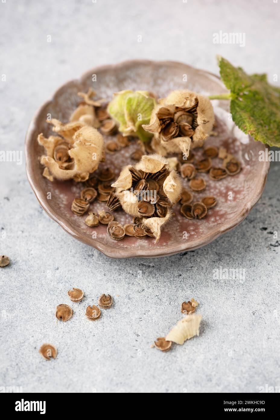 Hollyhock seeds hi-res stock photography and images - Alamy