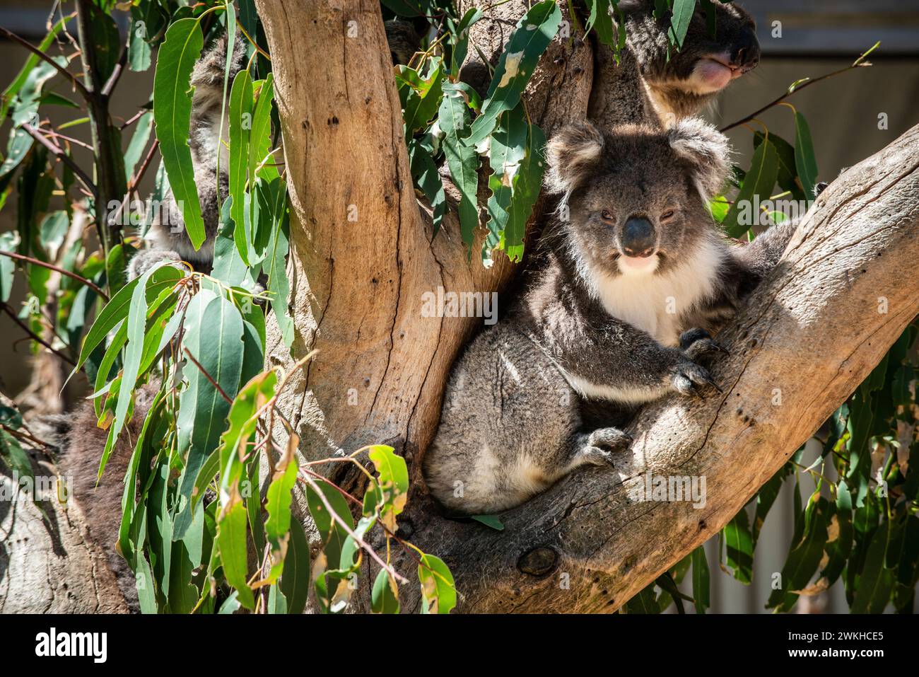 Koala, at the Kangaroo Island Wildlife Park, Kangaroo Island, South ...