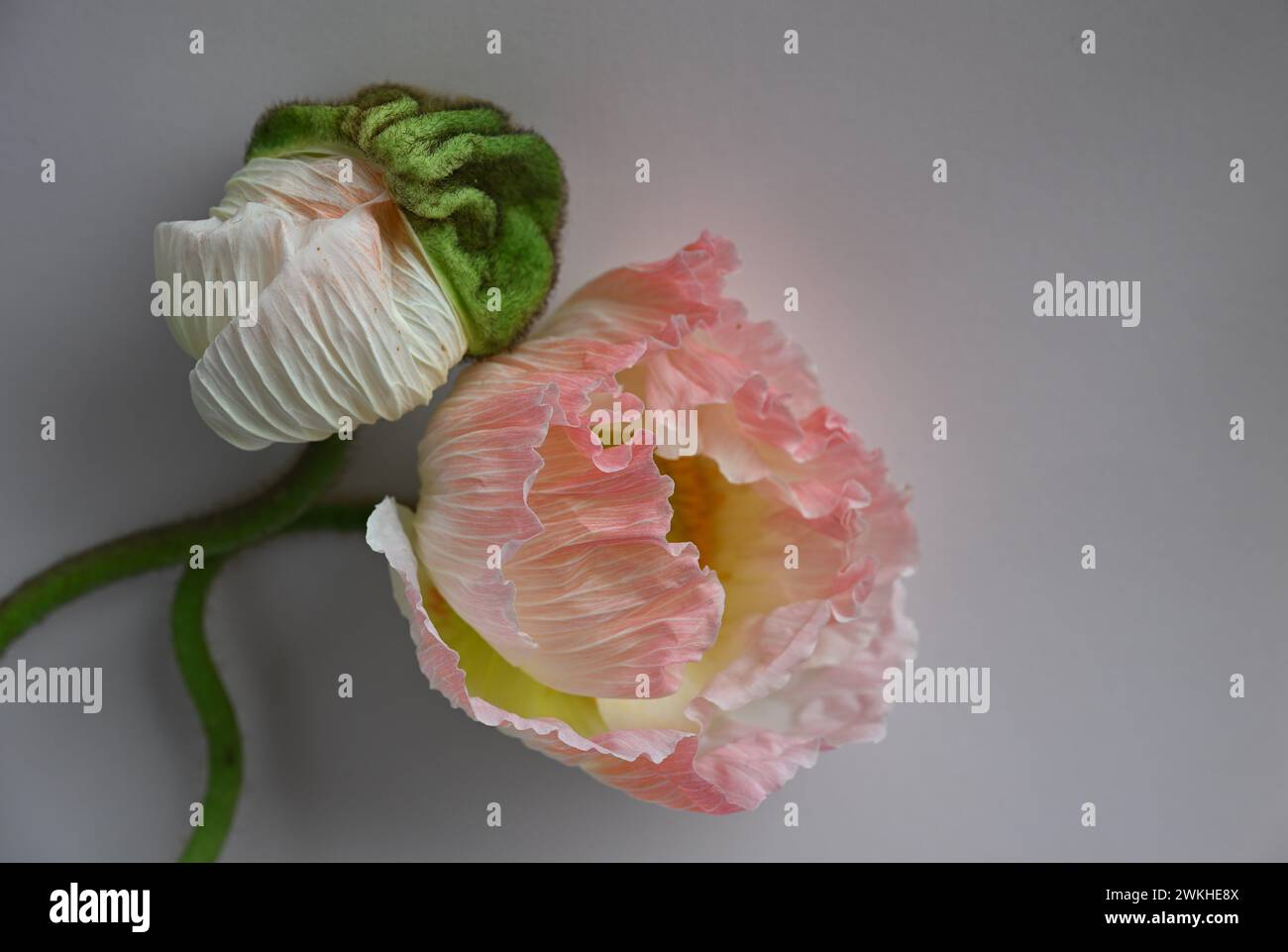 Two poppy flowers on a purple background Stock Photo - Alamy