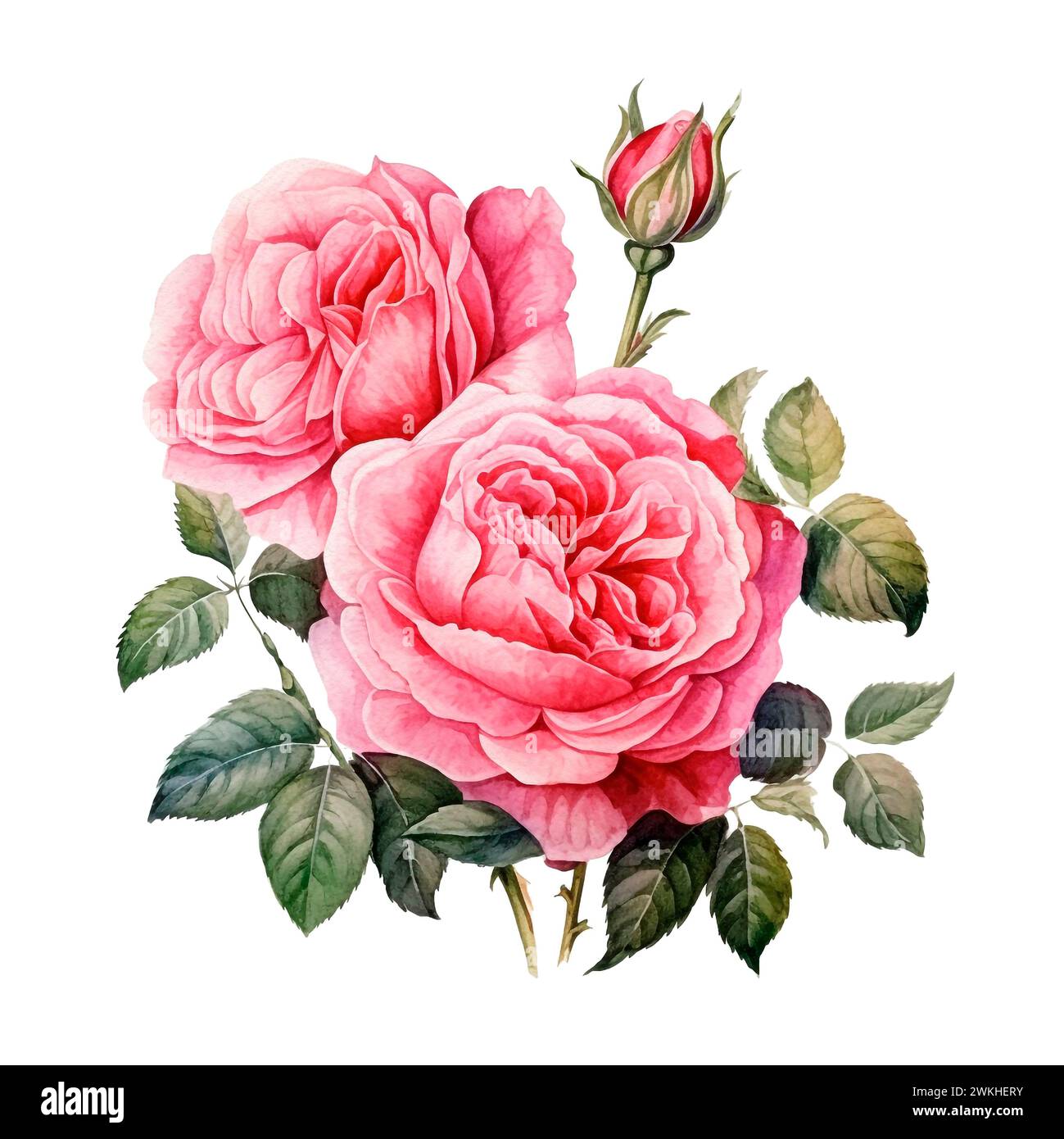 Pink vintage roses flowers isolated on white background. Watercolor ...
