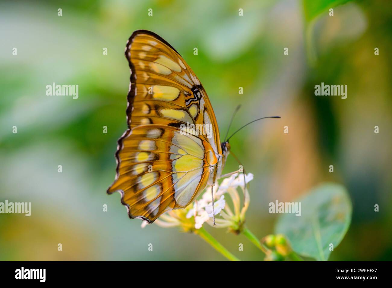 Siproeta stelenes Malachite Nymphalidae Nymphalinae butterfly ...