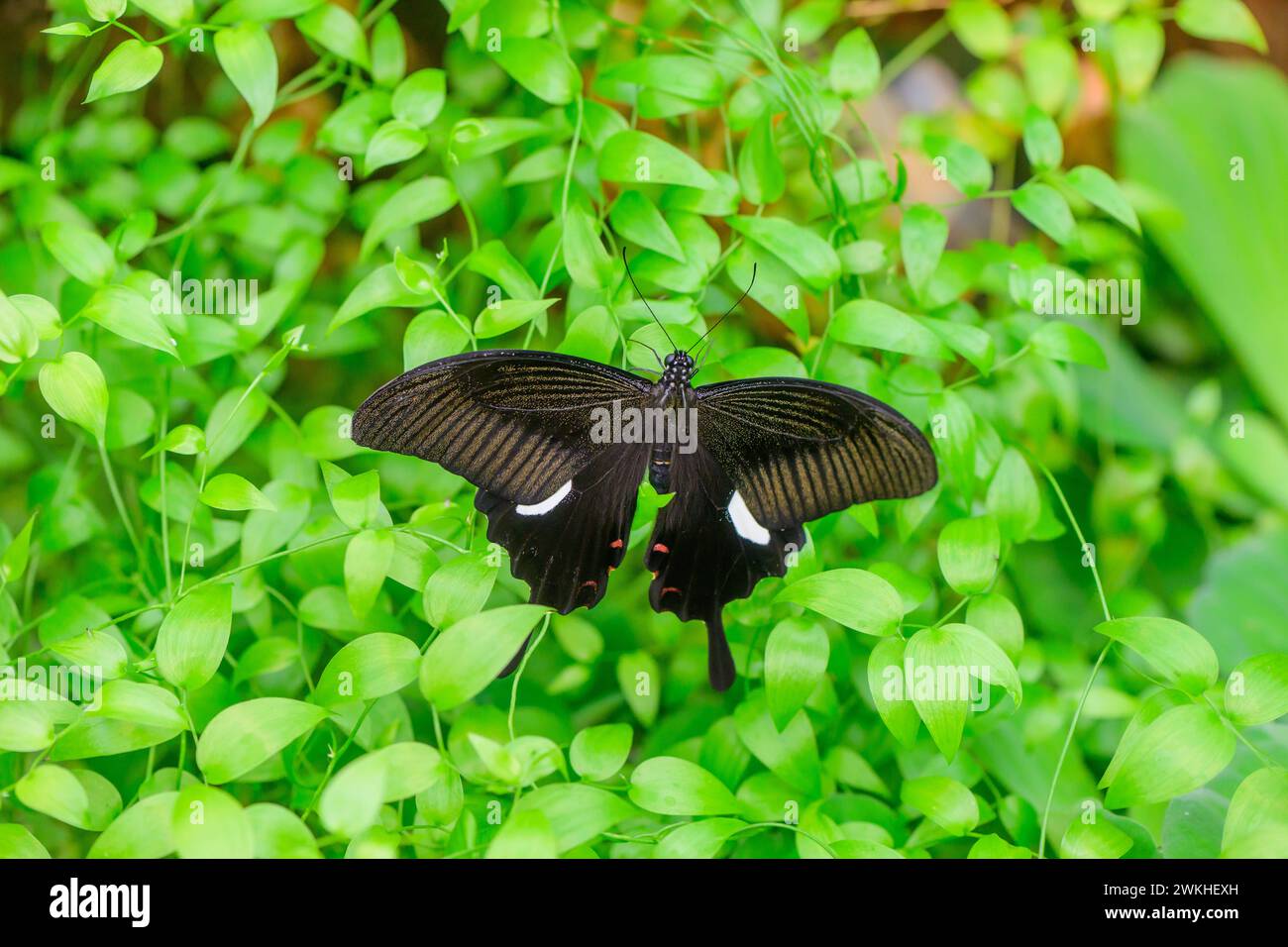 Papilio polytes, common Mormon, butterfly *** Papilio polytes ...