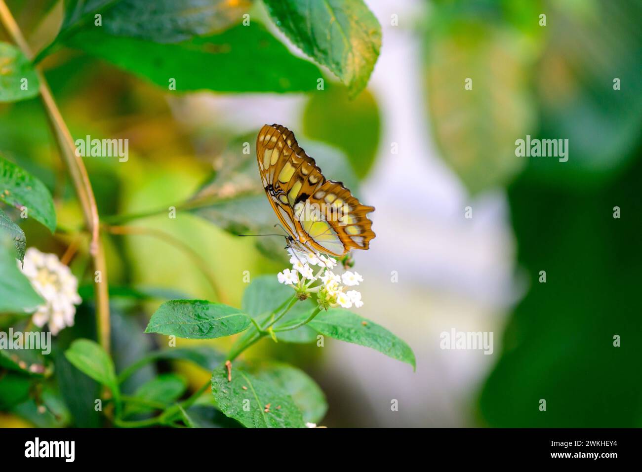 Siproeta stelenes Malachite Nymphalidae Nymphalinae butterfly ...