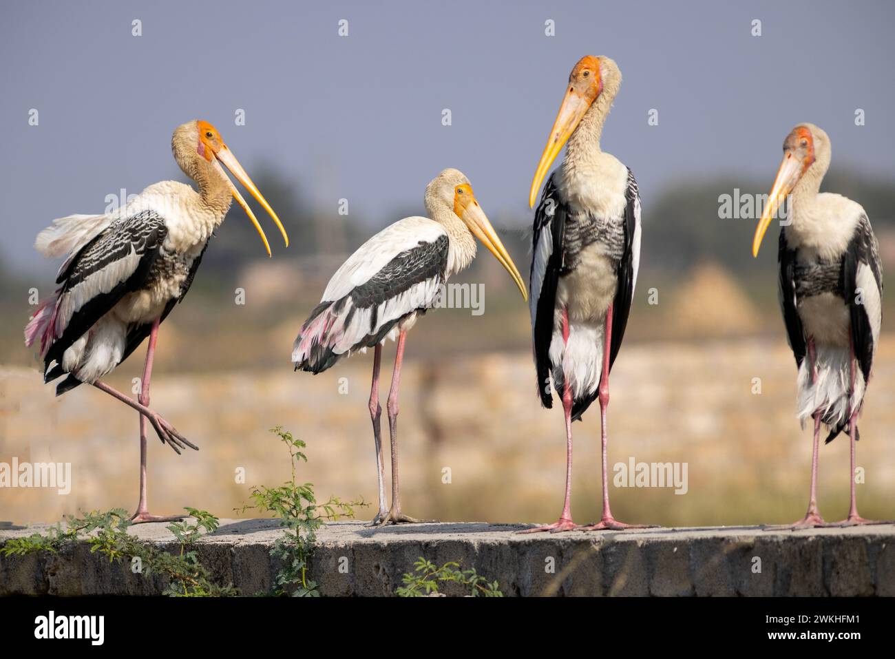 Painted Stork's sitting on a farm wall in Kutch, Gujarat, India Stock ...