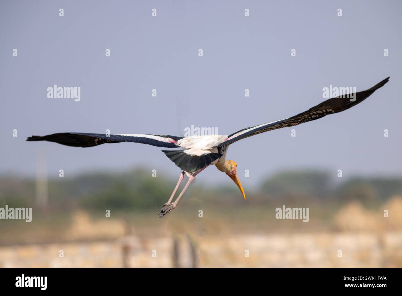 Painted Stork in flight mode in Kutch, Gujarat, India Stock Photo - Alamy