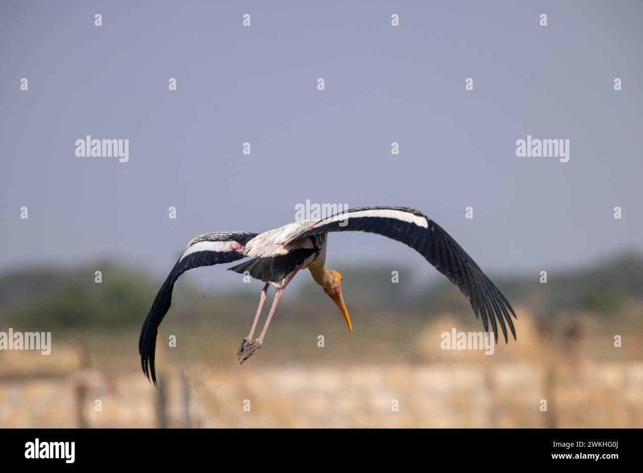 Painted Stork in flight mode Stock Photo - Alamy