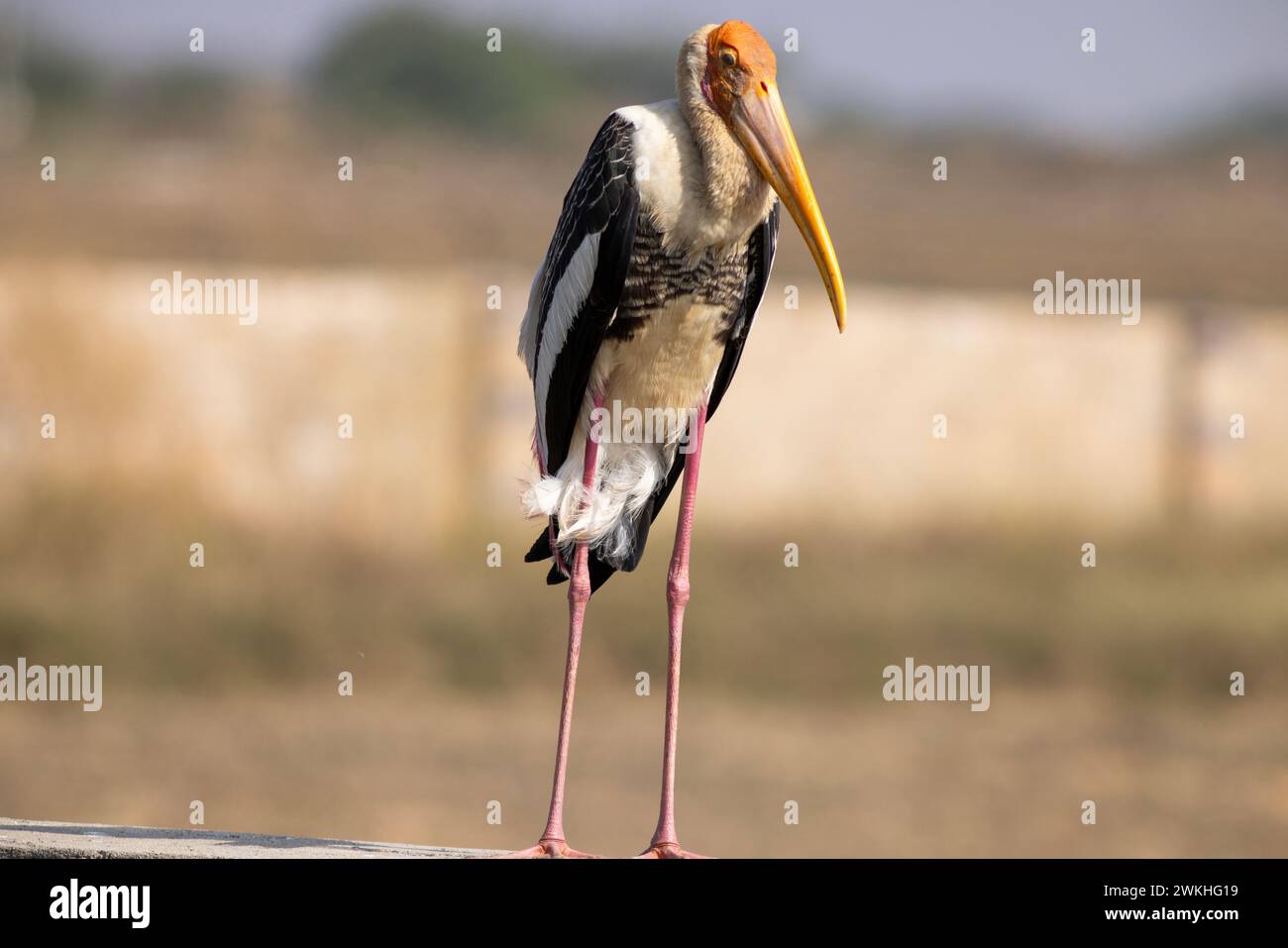 Species of stork hi-res stock photography and images - Alamy