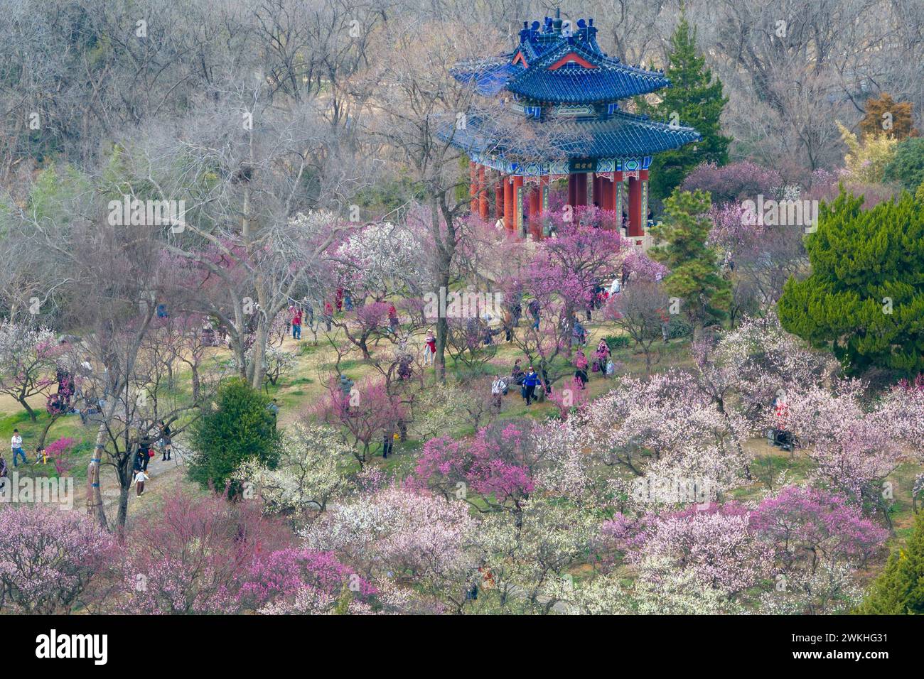 Aerial photos show blooming plum blossoms on the mountain in Nanjing City, east China's Jiangsu ...