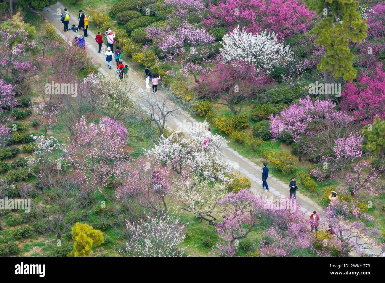 Aerial photos show blooming plum blossoms on the mountain in Nanjing City, east China's Jiangsu ...