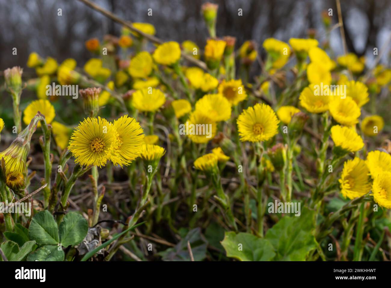Coltsfoot or foalfoot medicinal wild herb. Farfara Tussilago plant ...