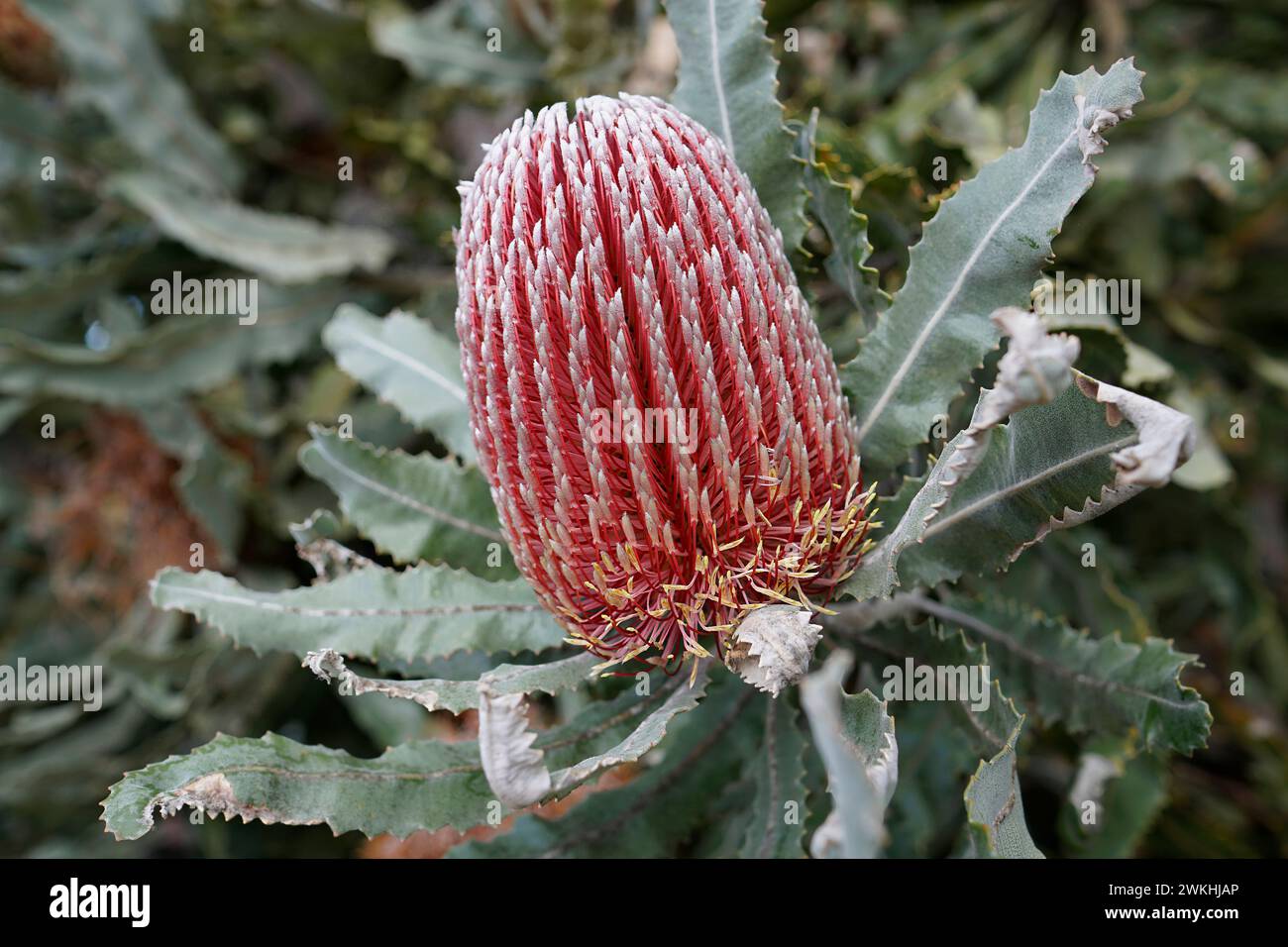 close up of a single bloom of the pink Banksia flower Stock Photo - Alamy