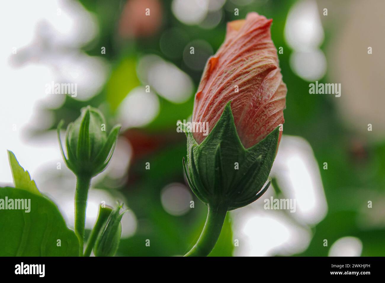 Delicate rose emerges from hi-res stock photography and images - Alamy