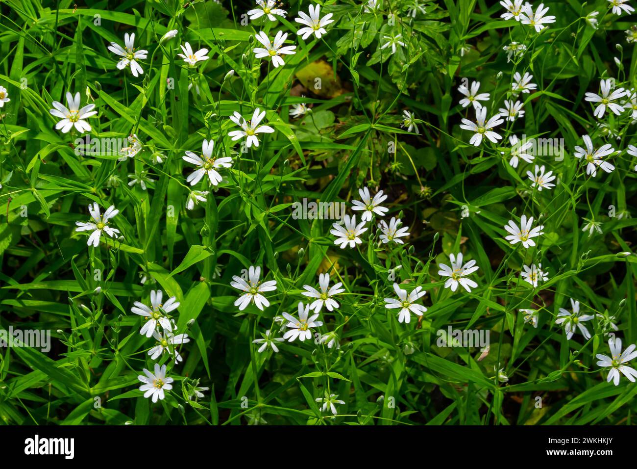 Greater stitchwort green background hi-res stock photography and images ...