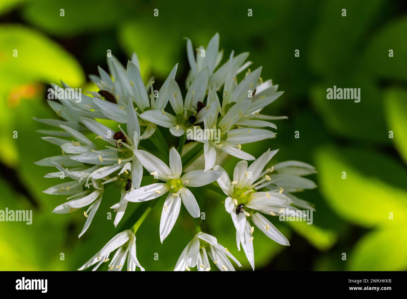 Beautiful blooming white flowers of ramson - wild garlic Allium ursinum ...
