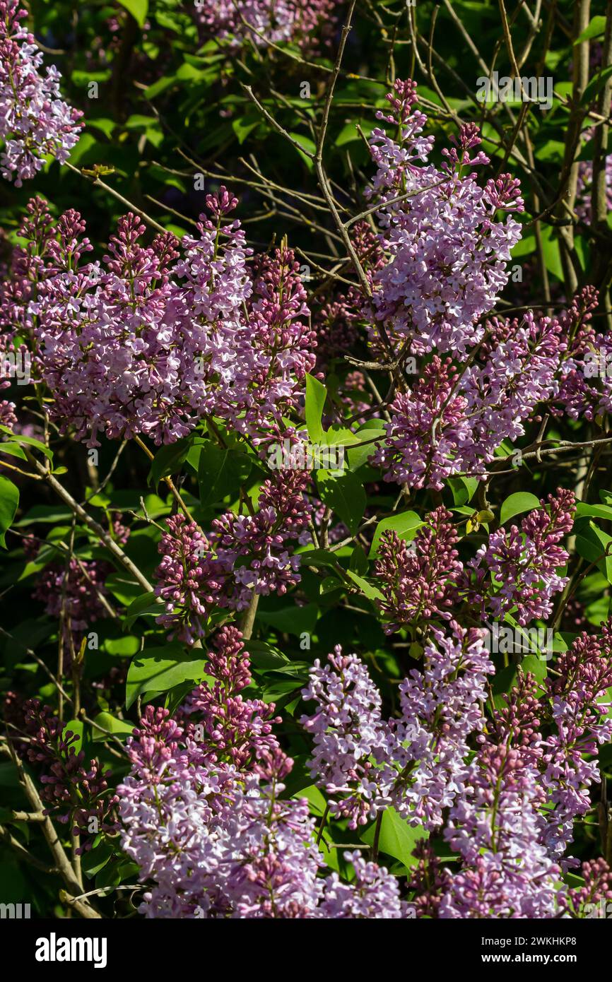 purple lilac shrub blossoms in spring. Beautiful floral nature ...