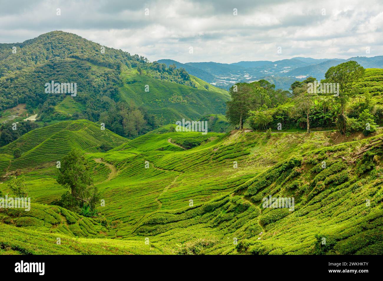 Magnificent aerial views of Malaysian Cameron Highlands tea plantations ...