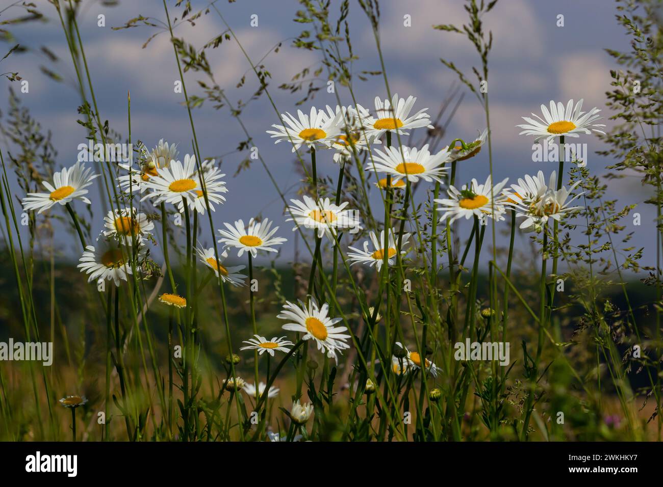 Wild daisy flowers growing on meadow, white chamomiles. Oxeye daisy ...