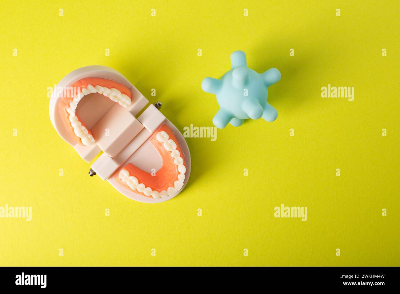 A model of a virus and bacteria near a mock-up of a dental jaw on a ...
