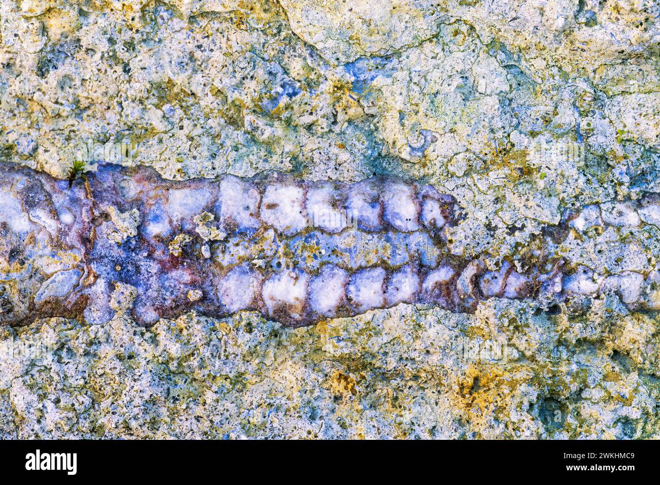 Fossil on a rock with lichen Stock Photo - Alamy