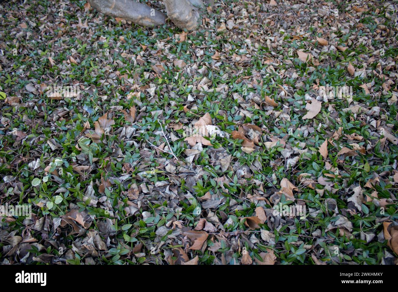 Earthy leaves hi-res stock photography and images - Alamy