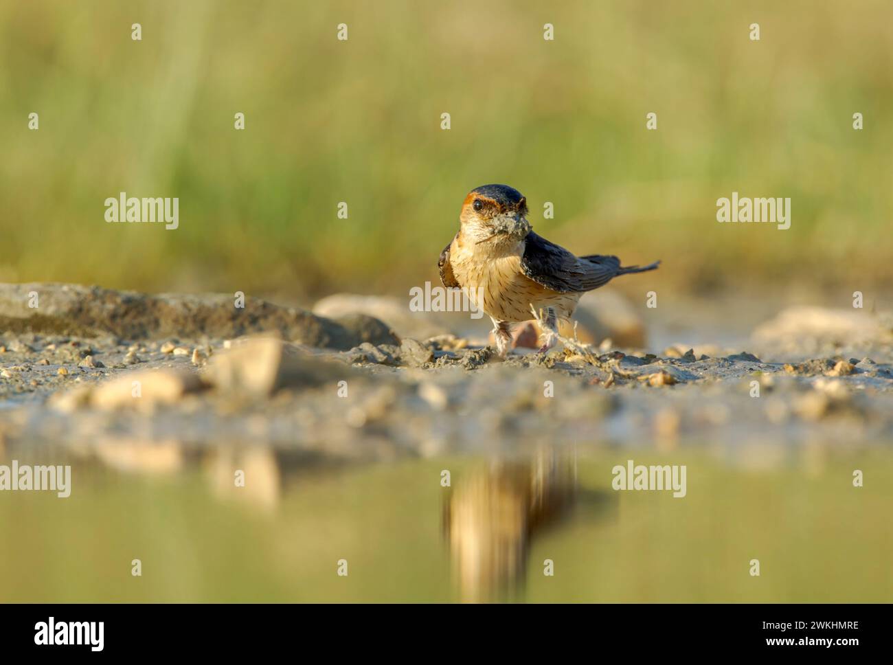 Red-rumped swallow (Cecropis daurica ) in warm light collecting mud for ...