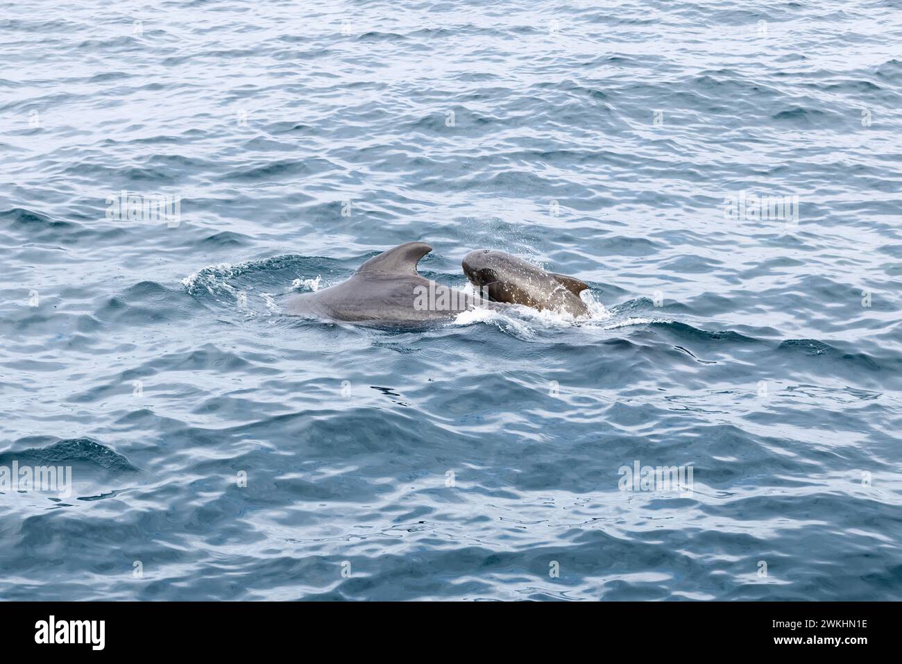 The serene waters of the Arctic host a tender scene as a pilot whale ...