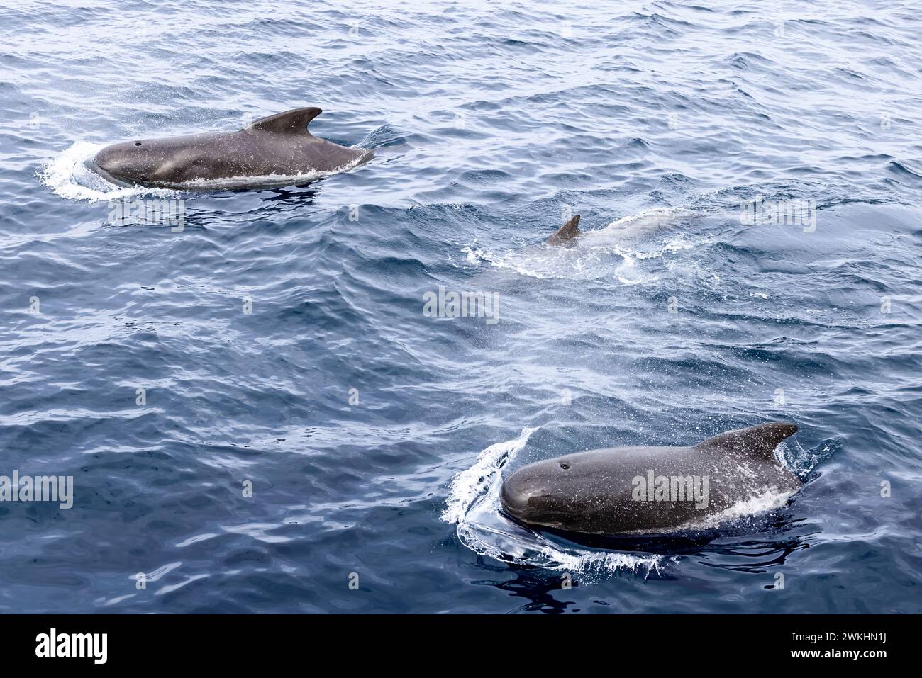 A family of pilot whales (Globicephala melas) plays in the chilly ...