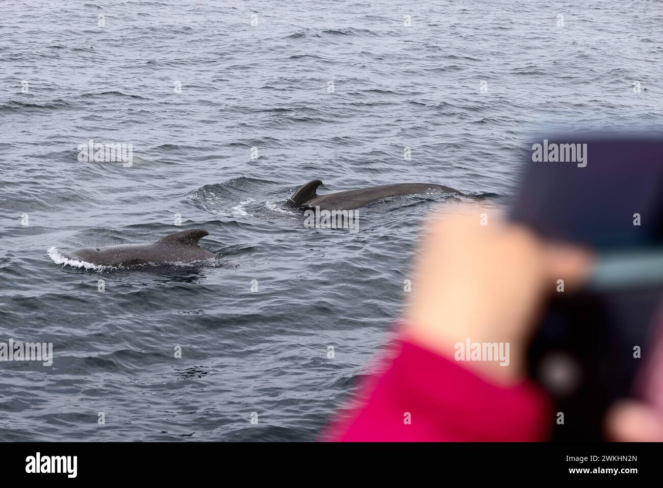 A person captures a memory of a pilot whale sighting during an ...