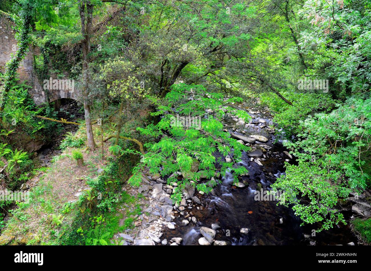 Riparian forest of ash, maple and hazel trees in a river Stock Photo ...