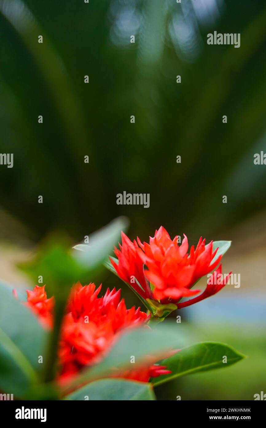Stock photo of modern home garden composition filled with many ...