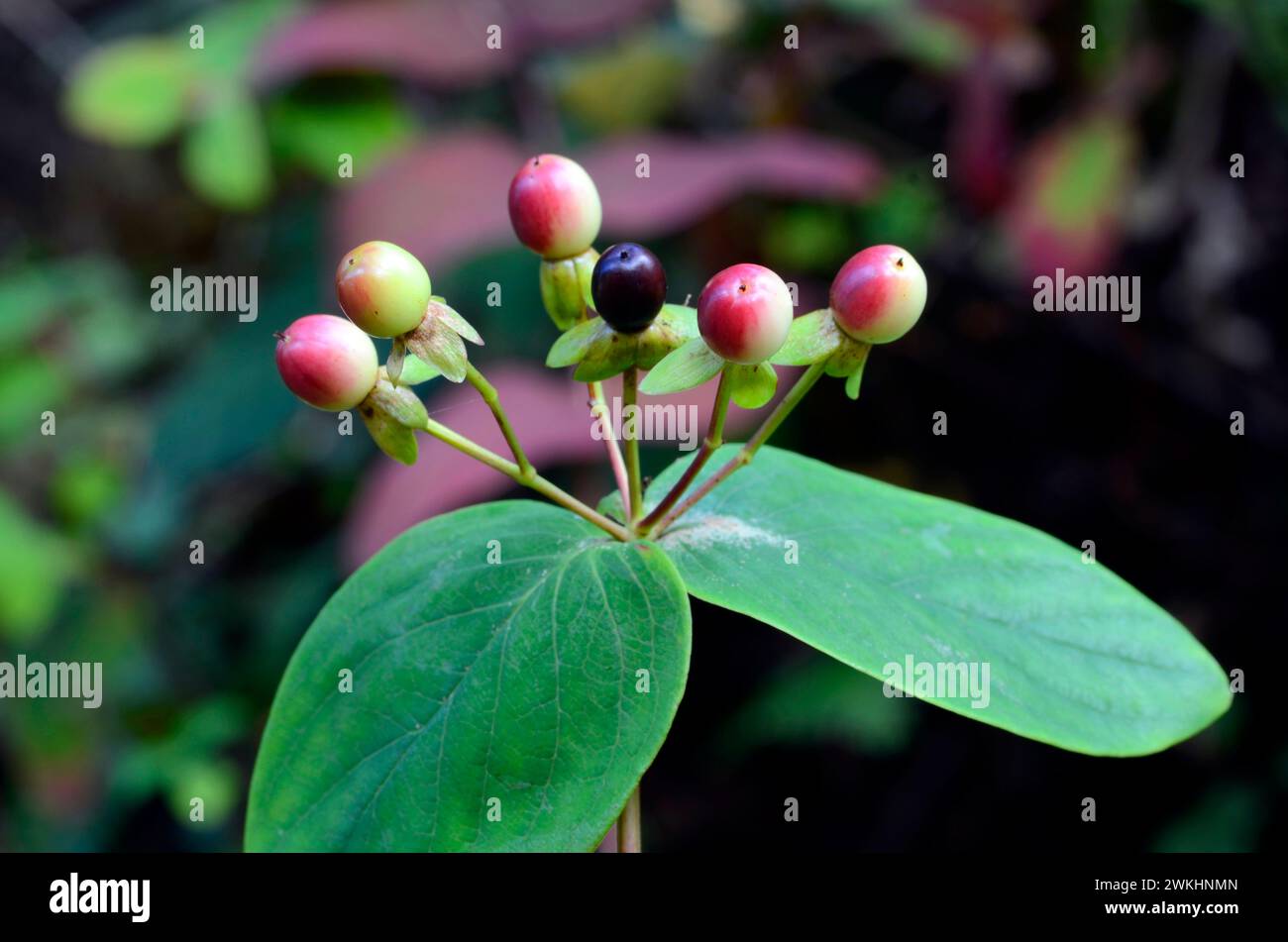 Leaves and fruits of the shrubby St. John's wort (Hypericum androsaemum ...