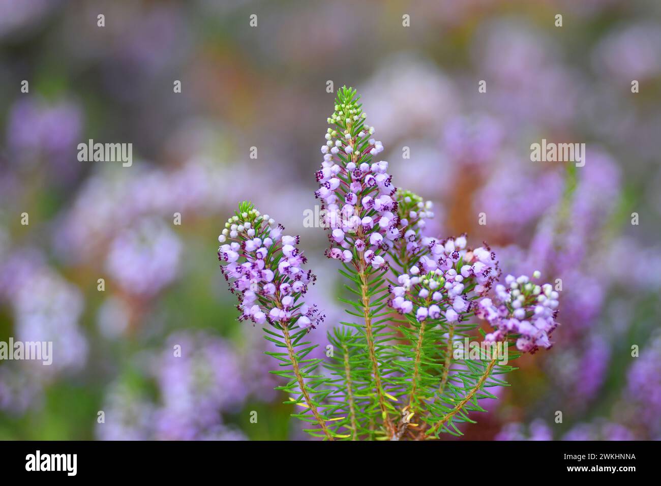The Cornish heath (Erica vagans) in flower Stock Photo - Alamy