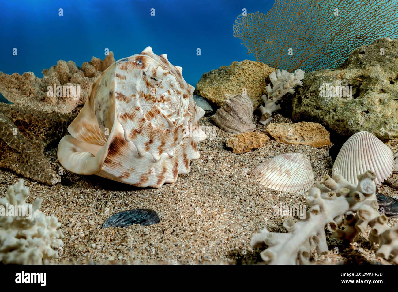 Horned helmet sea shell hi-res stock photography and images - Alamy
