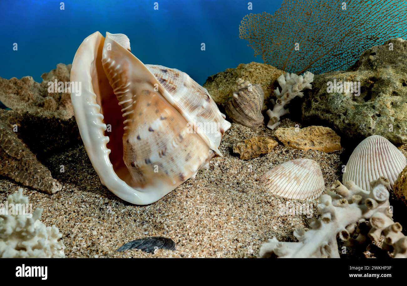 Cassis Cornuta sea shell or horned helmet underwater. Shell on the ...