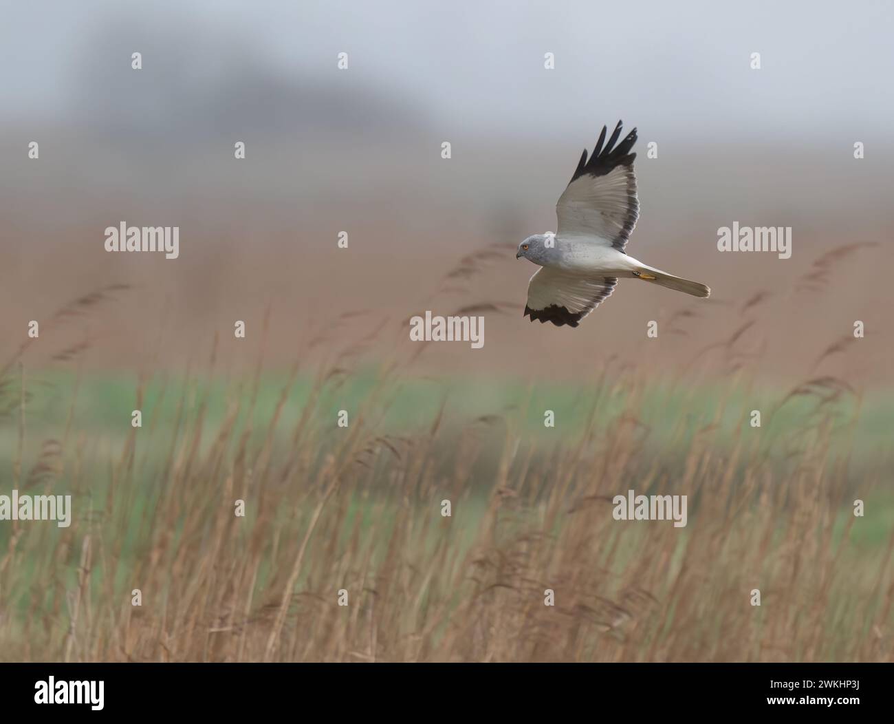 Male Hen Harrier (Circus cyaneus) quartering low over Norfolk marshland ...