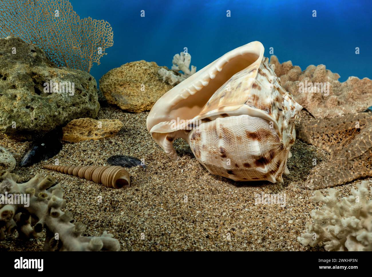 Horned helmet sea shell hi-res stock photography and images - Alamy