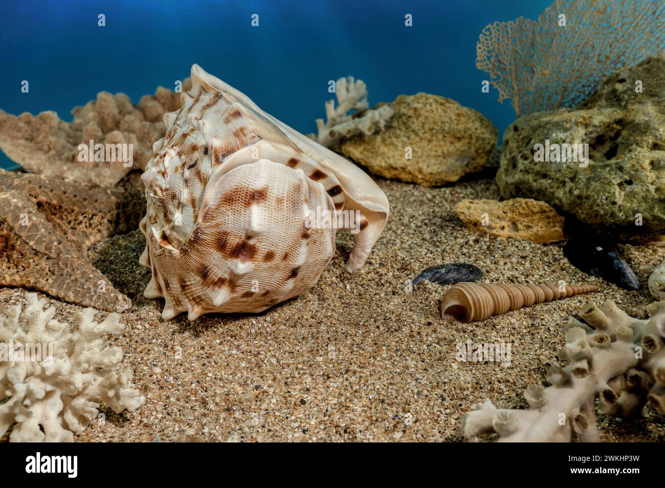 Horned helmet sea shell hi-res stock photography and images - Alamy